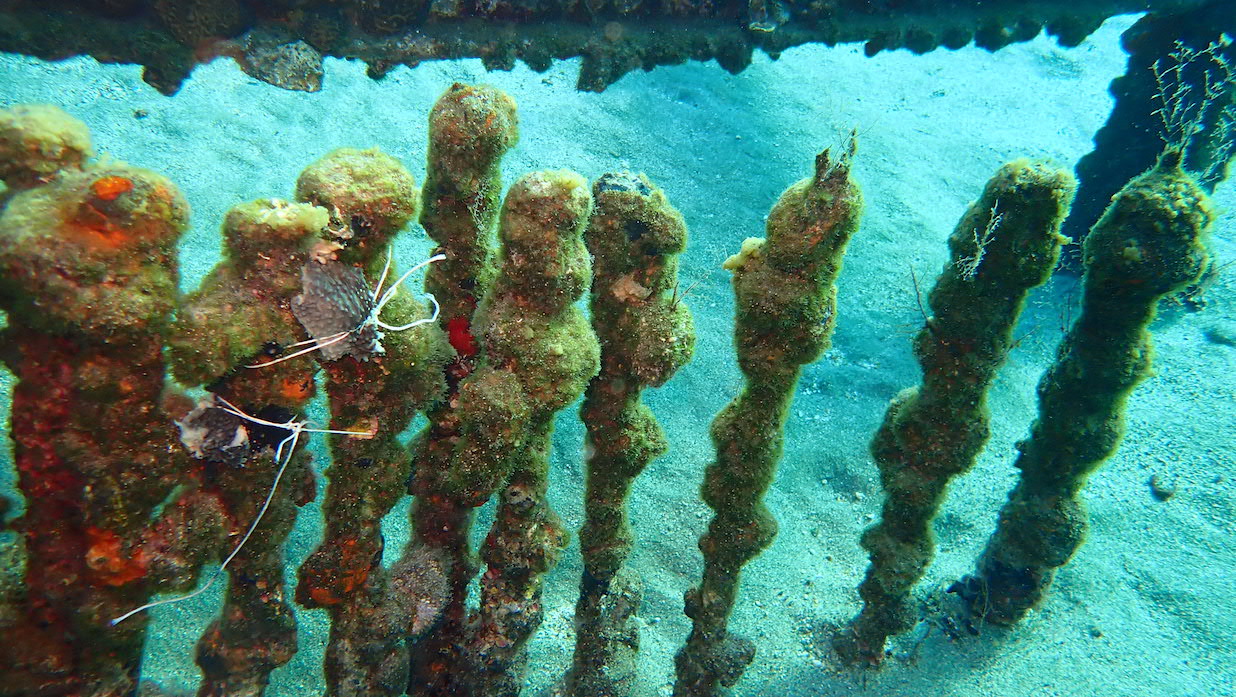 THE SPONGE PROJECT - Nisyrio